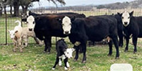 Listings Cattle Range
