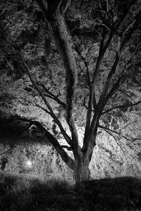 Night Tree Shutterbug