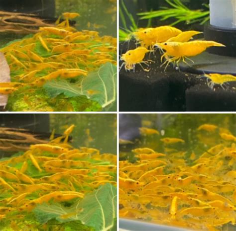 55 Yellow Cherries Australian Shrimp Trader