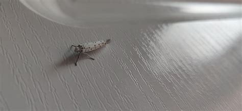 Tiny Leopard Anyone Know South Uk Rmoths