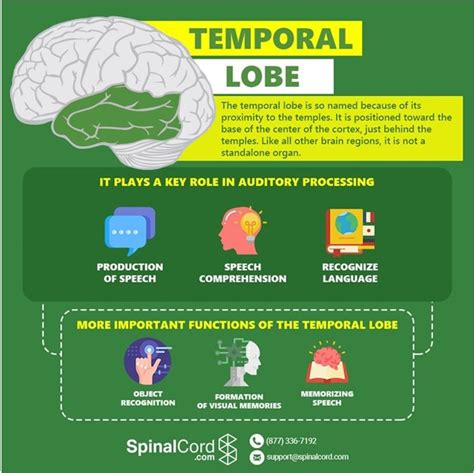 Temporal Lobe Function Location And Structure