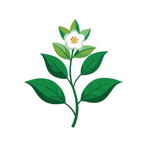 Stunning Chirita Flower Artwork 57394833 Vector Art At Vecteezy