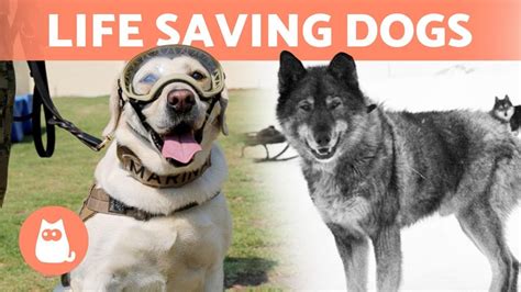 How Many Dogs Have Saved Lives