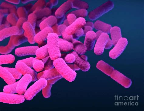 Enterobacteriaceae Bacteria By Science Photo Library