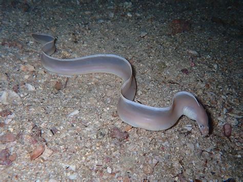 Phantom Ghost Moray Gymnothorax Phasmatodes Red Sea Creatures