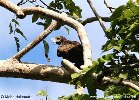 Gurneys Eagle Birdforum Opus Birdforum