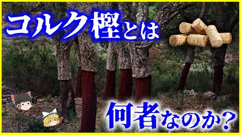 【ゆっくり解説】世界で最も不思議な樹皮を持つ…「コルク樫」とは何者なのか？を解説 世界のワインを支配する 火に強く、再生し続ける木