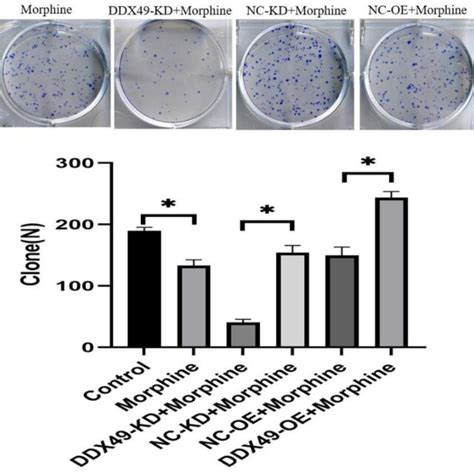 Effect Of Ddx49 On Cell Clone Formation After Hcc Cells Treat With