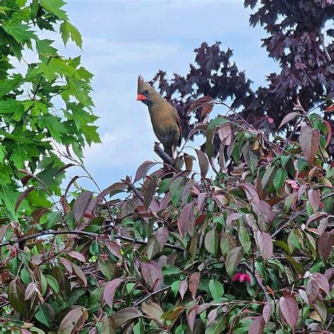 The Cranky Crow