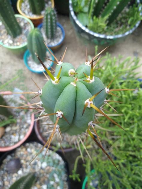 Yanay R Sanpedrocactus