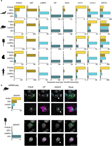 Marker Gene Expression Across Species A Examples Of Markers That Are