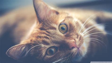 2048x1152 Cat Wallpapers Top Free 2048x1152 Cat Backgrounds