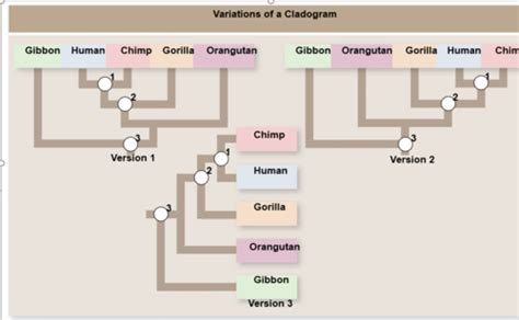 Ch22 Phylogeny Flashcards Quizlet