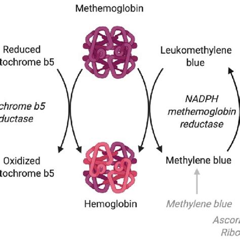 Oxidation And Reduction Processes Of Hemoglobin And Methemoglobin