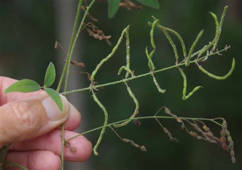 Samoan Clover Desmodium Scorpiurus Feedipedia
