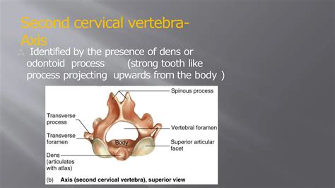Cervical Vertebrae Dr Bushrapptx Ucmd Anatomy Pptx