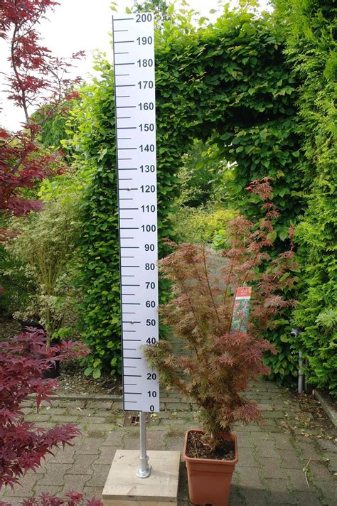 Acer Palmatum Jerre Schwartz 14 Liter Goedkopeolijfbomen Nl