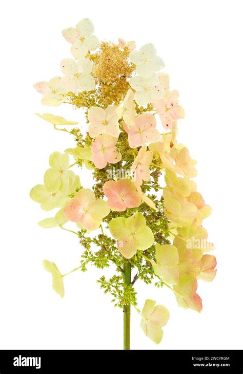Oakleaf Hydrangea Isolated On White Background Hydrangea Quercifolia