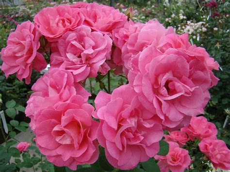Melrose Lens Roses Melrose Rose Flowers