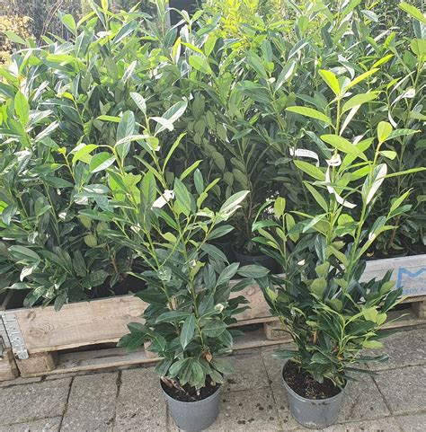 Prunus Laur Elly Kirsebærlaurbær Høng Planteskole