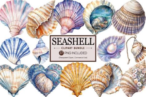 Watercolor Seashell Clipart Bundle Graphic By Pixelscraft · Creative