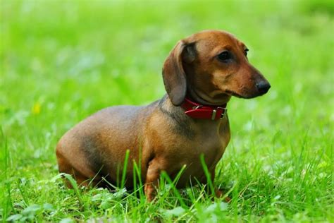 Small Dog With Big Ears And Long Hair At James Pappas Blog