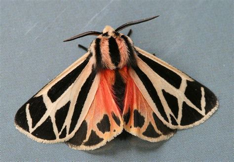 Tiger Moth Artofit