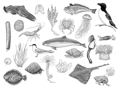 150 North Sea Species For Nature Exhibition Behance