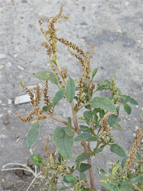 Photo Green Amaranth Amaranthus Viridis