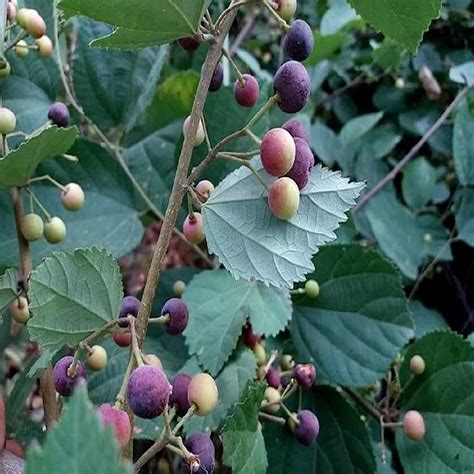 Phalsa Falsa Grewia Asiatica Plant Going Greens
