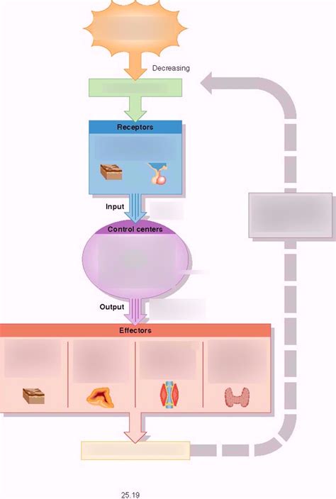 Negative Feedback In Temperature Regulation Response To Cold Diagram