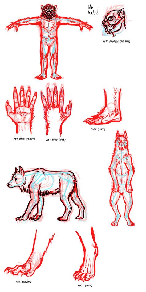 How I Draw Werewolves Character Anatomy Notes By Pandadrake On Deviantart