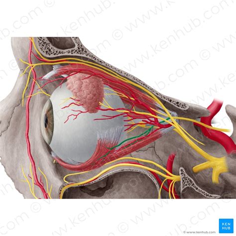 Medial Rectus Origin Insertion Innervation Action Kenhub