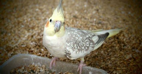 How Long Do Cockatiels Live 7 Key Factors Beakful Of Birds