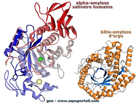 [primary Structure And Function Of Beta Amylase] Gbzun