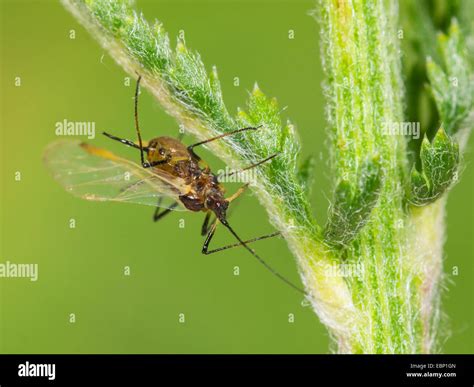 Aphid Plant Lice Aphididae Winged Aphid On Common Yarrow Achillea