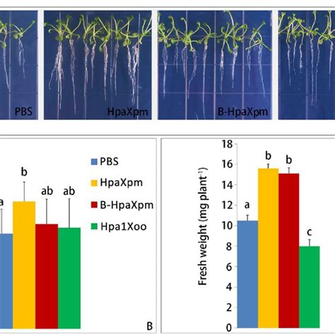 Flow Diagram For The Seap Assay In Transfected Mammalian Cells Download High Quality