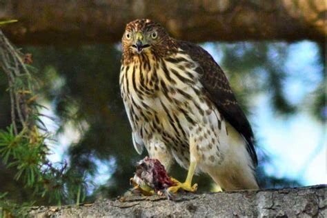 8 Species Of Hawks In Oregon With Pictures Wildlife Informer