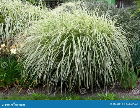 Bog Bush Of Perennial Grass Stock Image Image Of Ornamental Leves