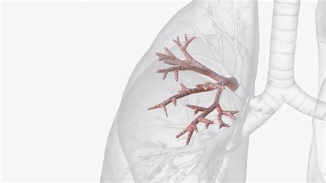 Premium Photo The Anterior Segmental Bronchus Of The Right Superior