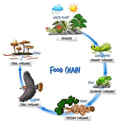 Land Food Chains