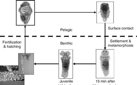 29 Life Cycle Of Hydroides Elegans Gametes Are Released Into The Water