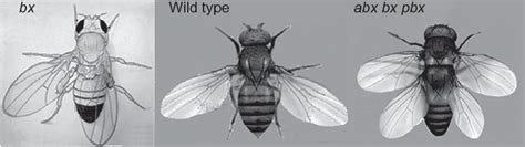 Figure 31 From Genomic Approaches To Understanding Hox Gene Function