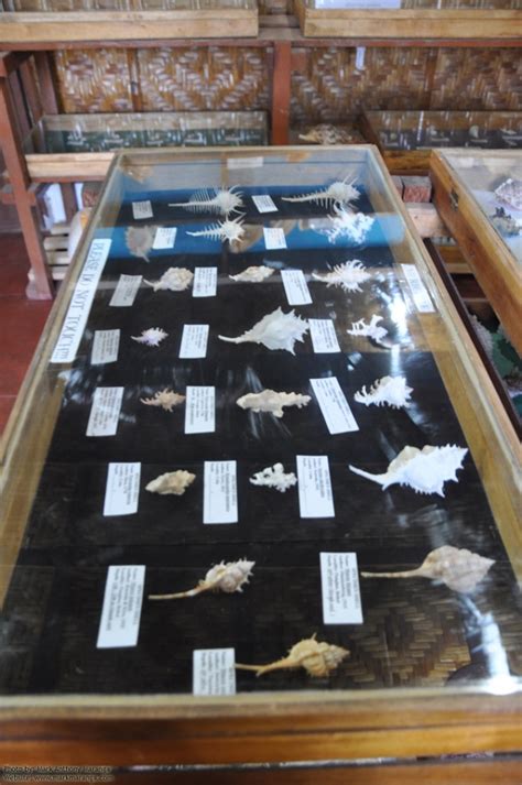 Shell Museum In Panglao Bohol Philippines Tour Guide