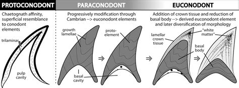 Conodont Morphology