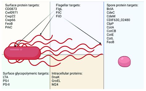 Cd Vaccine Candidate Antigens That Were Characterized In Recent