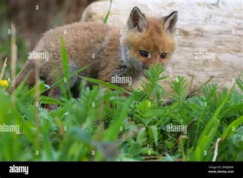 Biggest Fox In The World