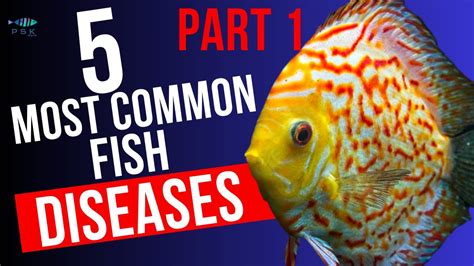 5 Most Common Fish Diseases Part 1 Pskaqua