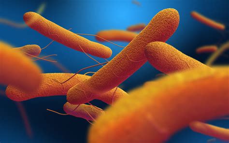 First Case Of Xdr Typhoid A Red Flag For Gps Insight