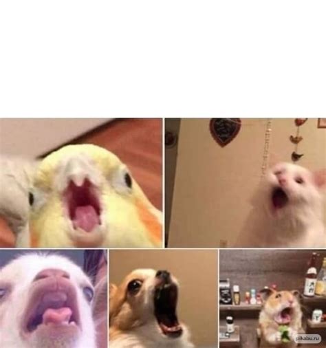 Create Meme The Best Memes Screaming Parrot Meme Memes Pictures